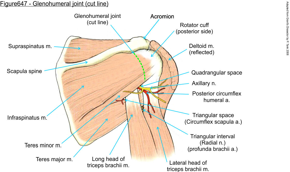Figure647_GlenohumeralCutline