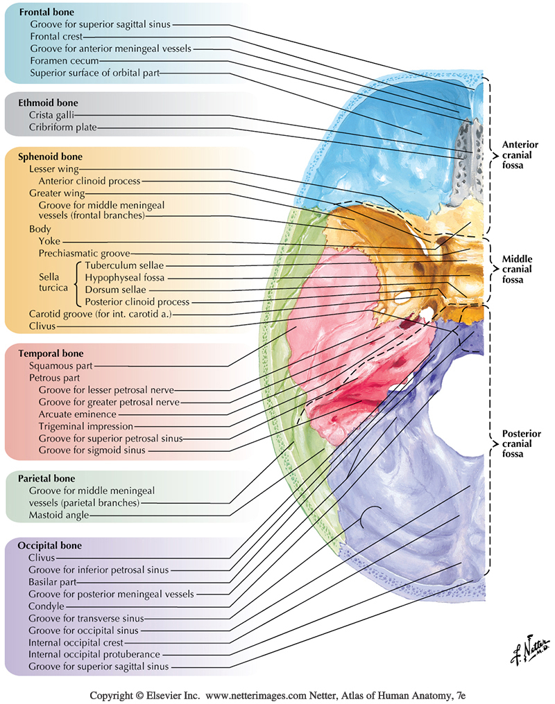 SG-MENINGES CRANIAL FOSSAE