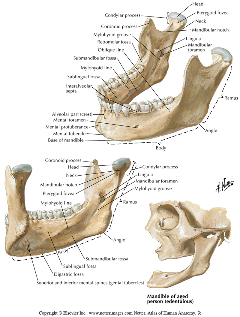 Submandibular Fossa