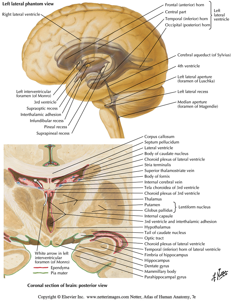 The Anterior Horn Of Lateral Ventrical