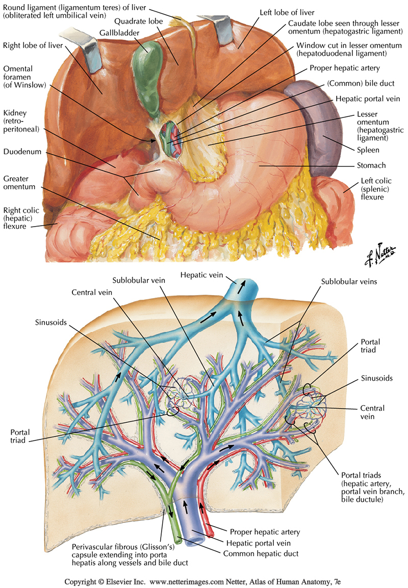 SG-ABDOMINAL VESSELS CELIAC & BILIARY
