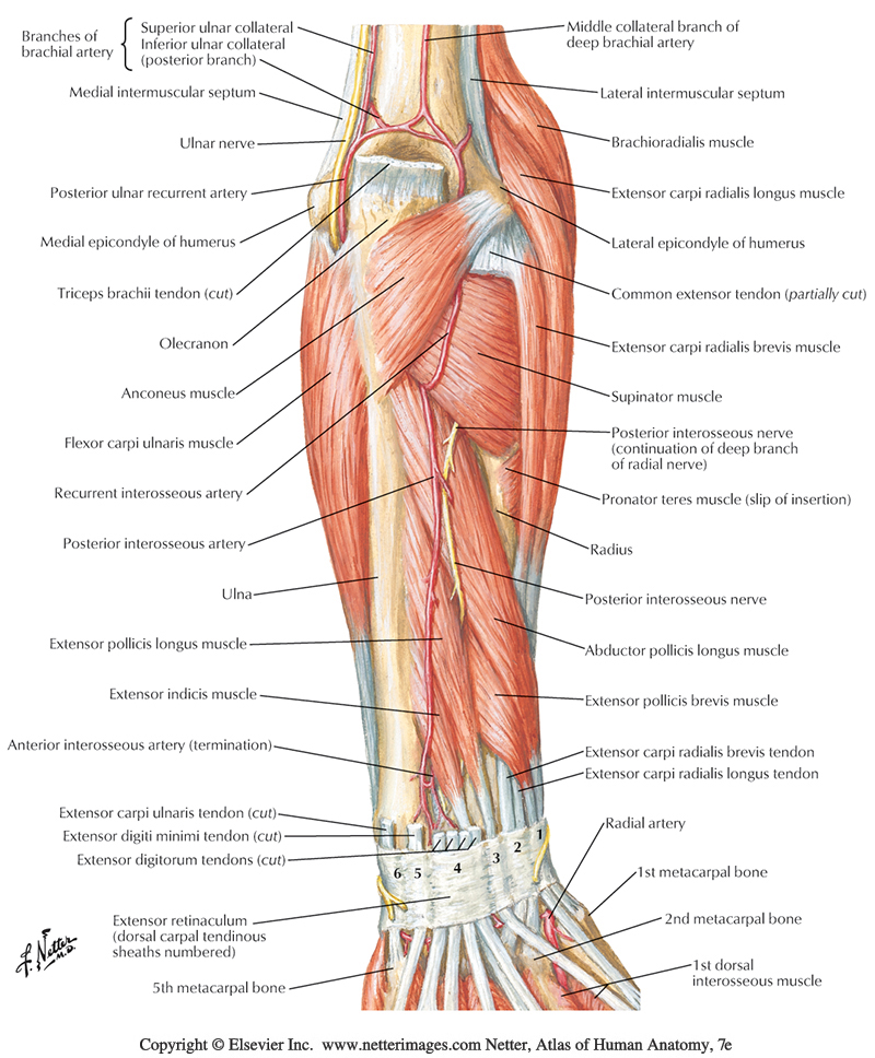 SG-UPPER LIMB FOREARM POSTERIOR
