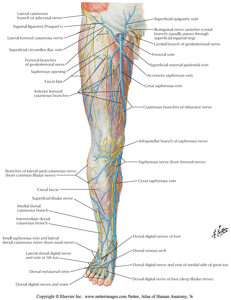 SG-LOWER LIMB ANTERIOR