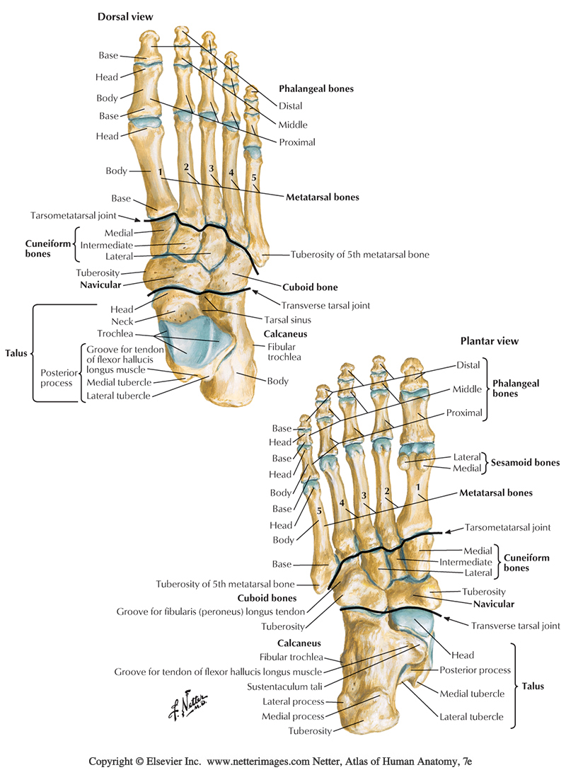 SG-LOWER LIMB FOOT