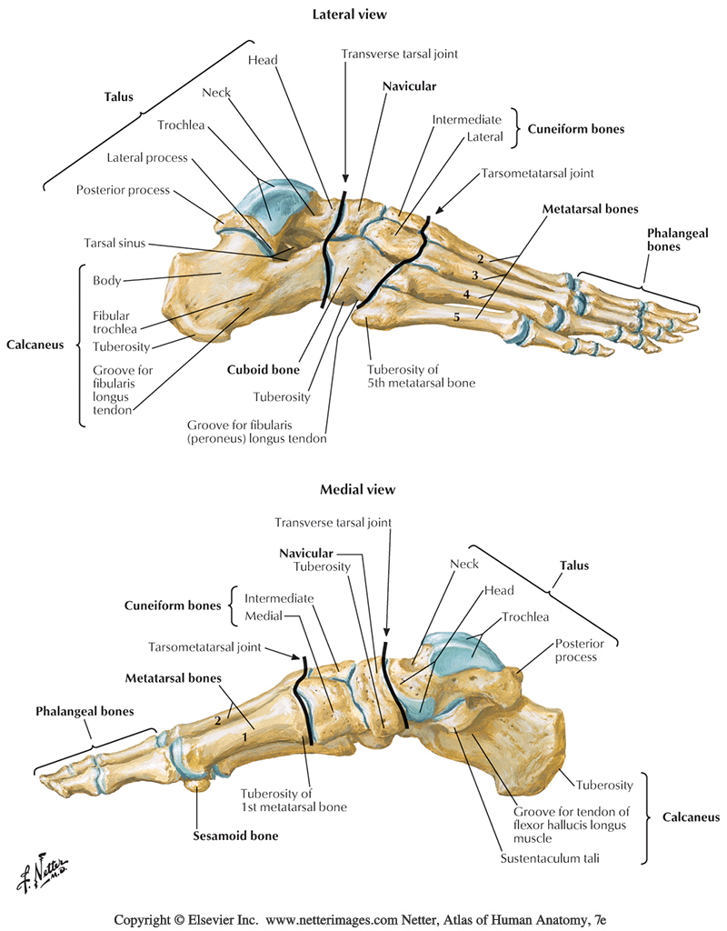 SG-LOWER LIMB FOOT