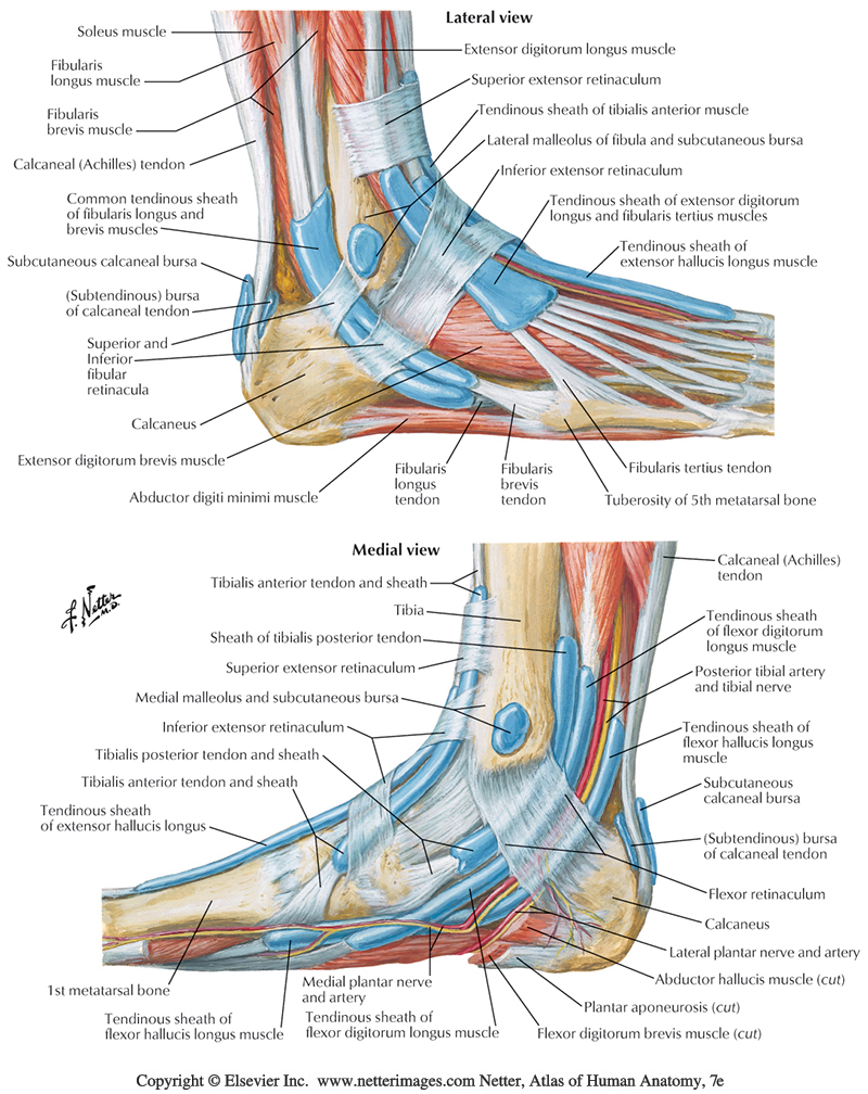SG-LOWER LIMB FOOT