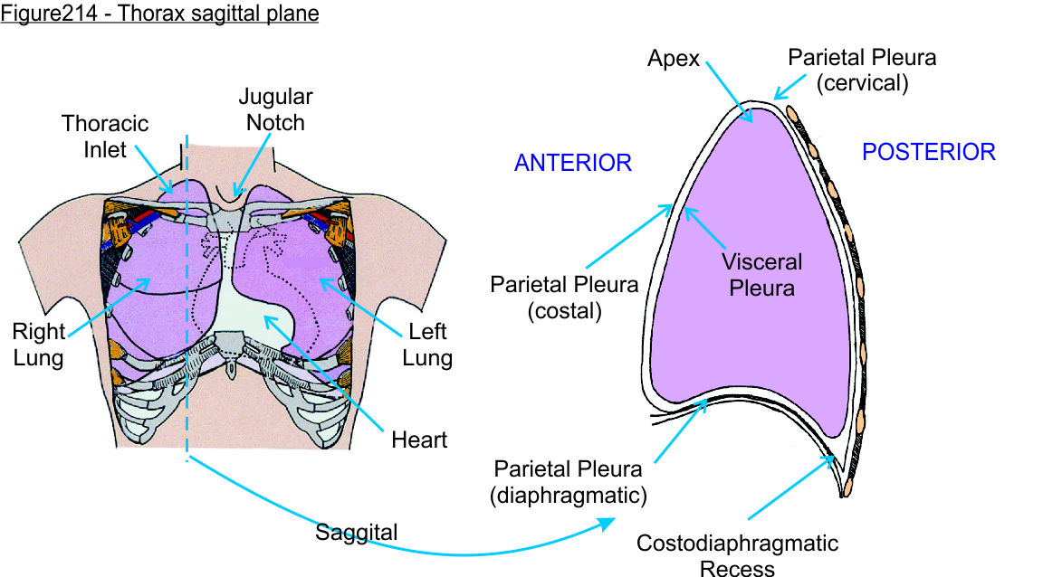 SG-CHEST & THORAX
