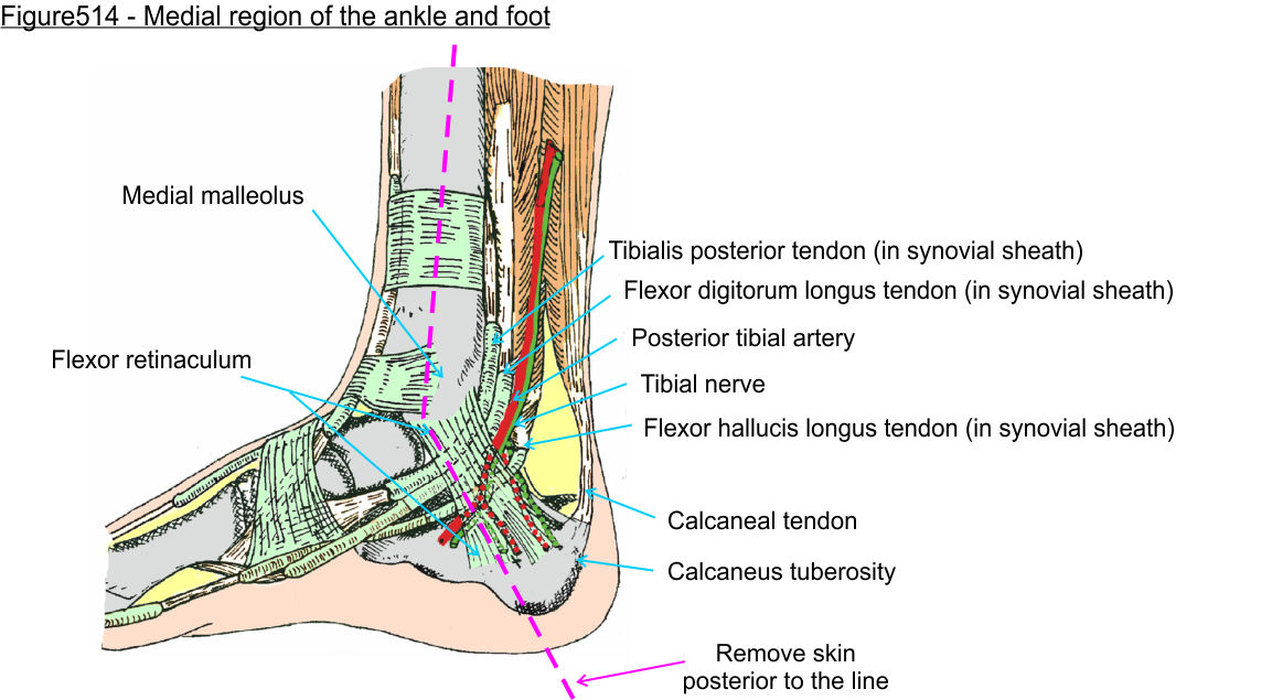 SG-LOWER LIMB FOOT