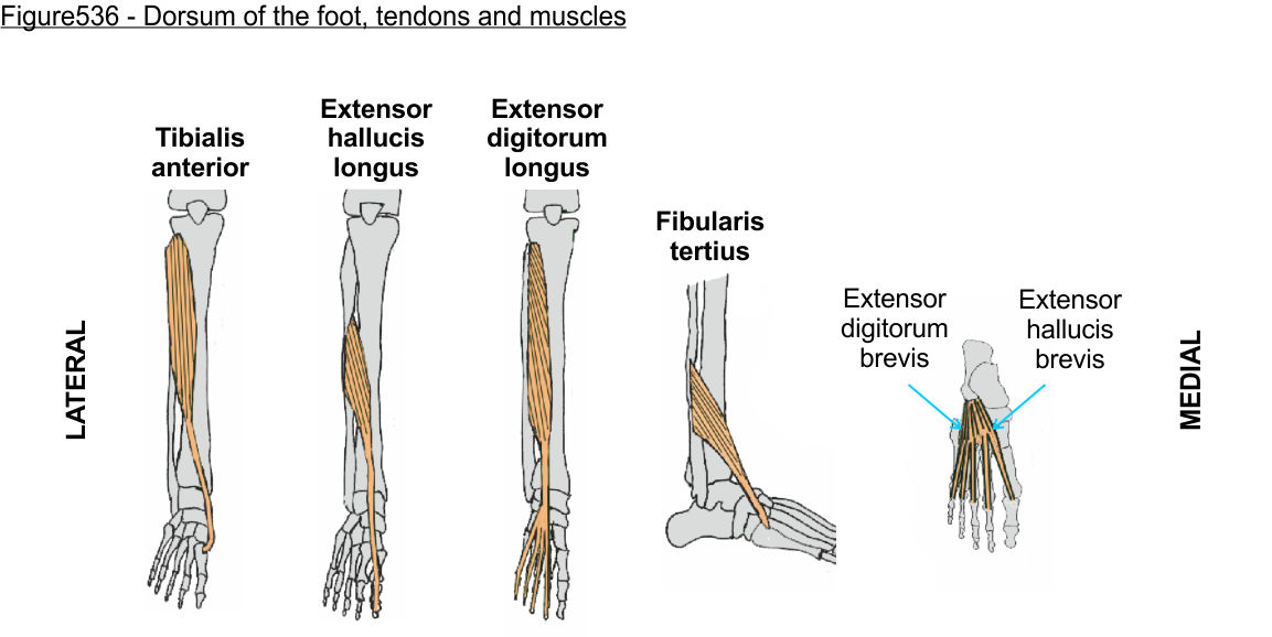 Figure536_DorsumFootMusclesIndividual