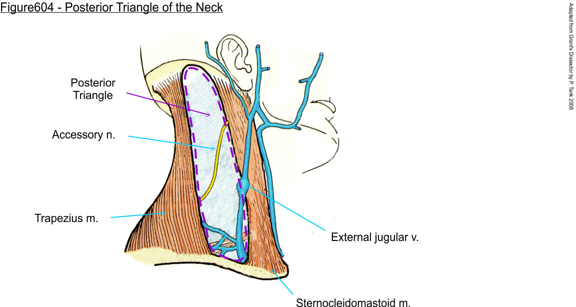 SG-UPPER LIMB AXILLA & BRACHIAL