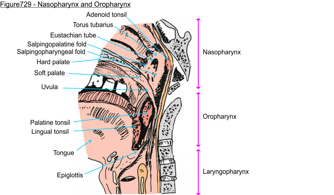 Figure729_Nasopharynx