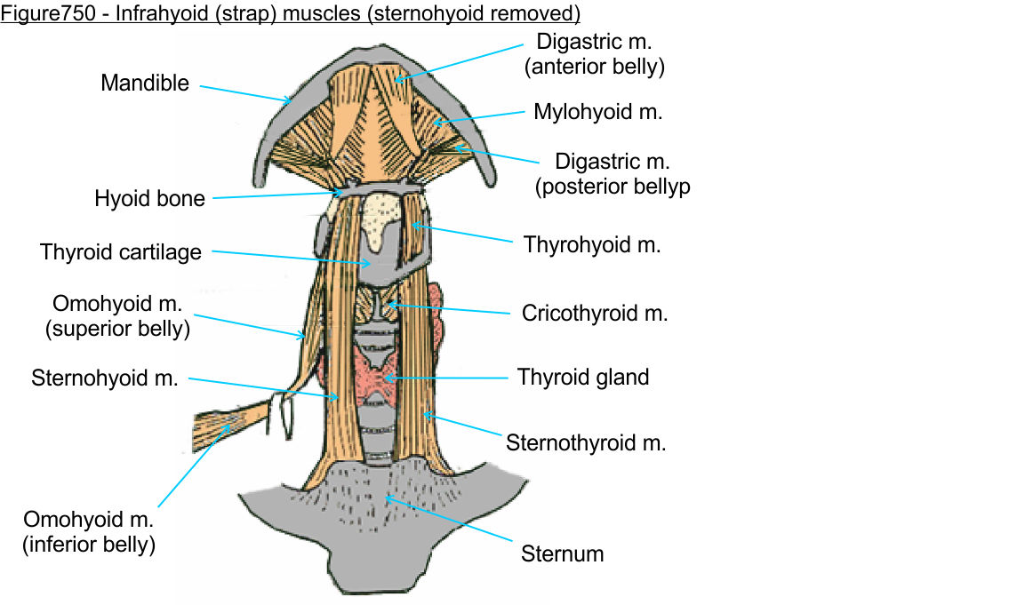 Figure750_StrapMusclesDeep