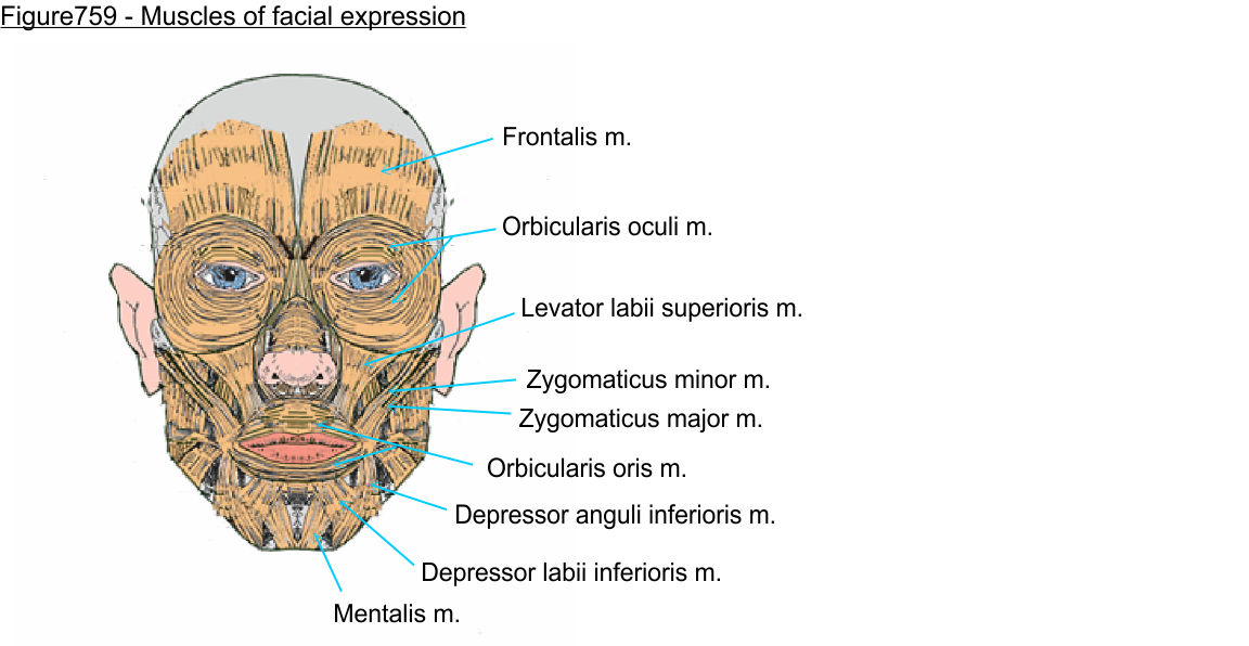 Figure759_MusclesFaceExpression