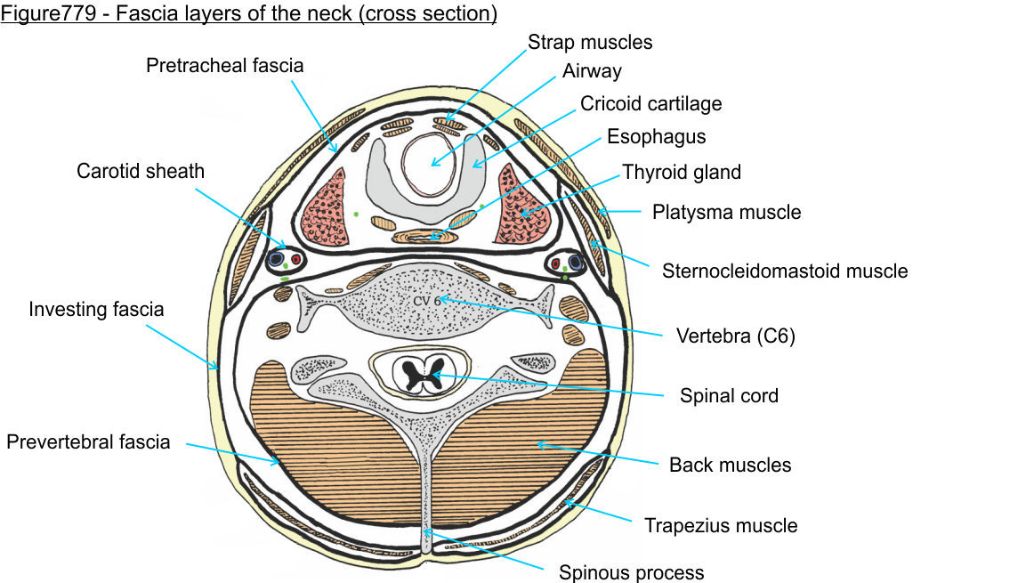 Prevertebral Fascia