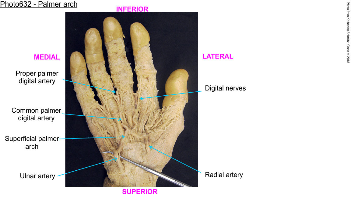 SG-UPPER LIMB FOREARM ANTERIOR