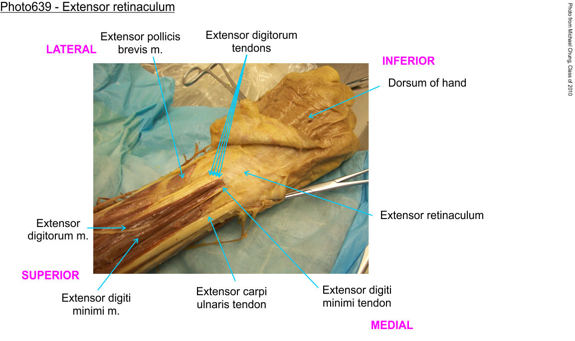 SG-UPPER LIMB FOREARM POSTERIOR