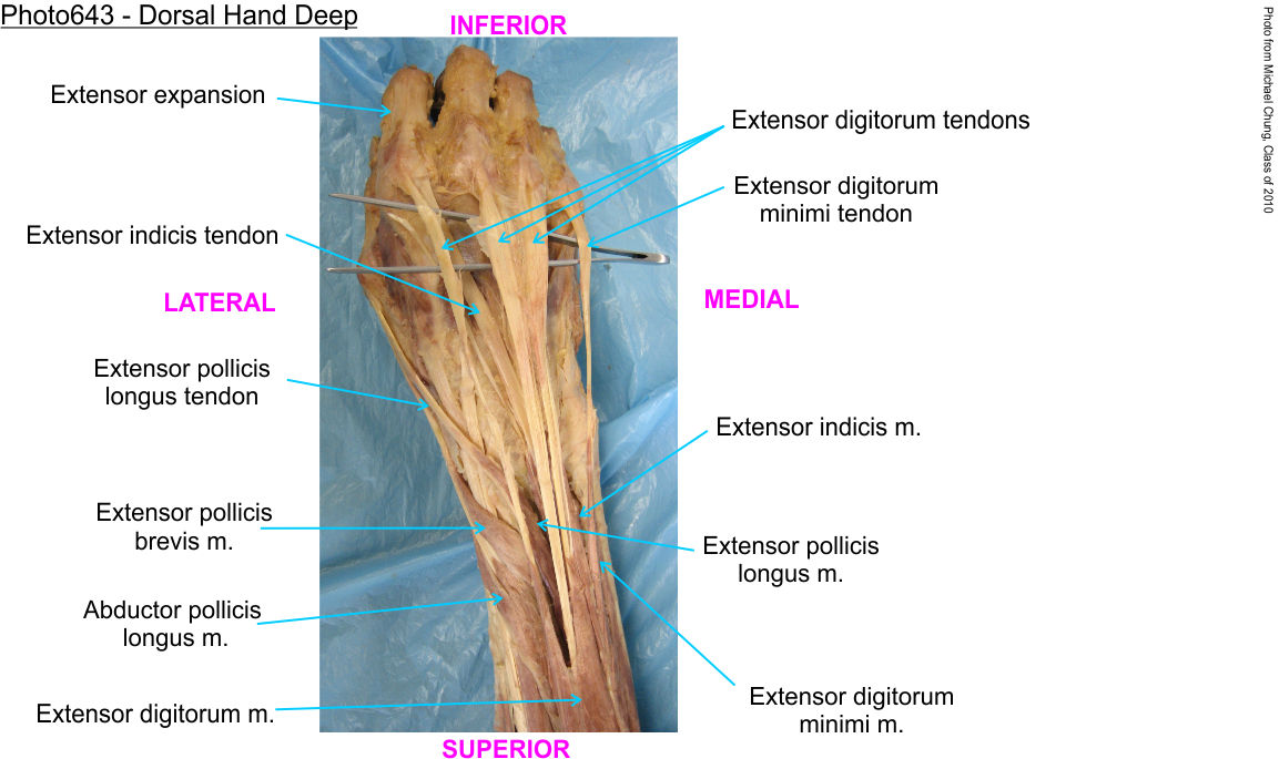 SG-UPPER LIMB FOREARM POSTERIOR