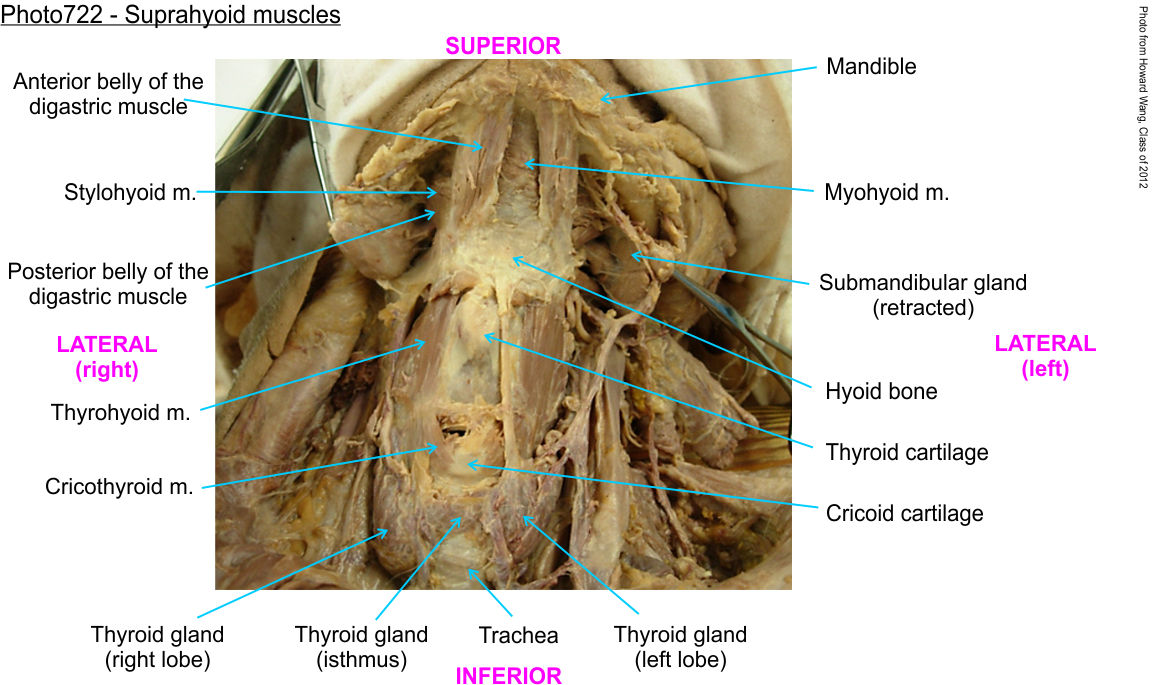 SG-ORAL CAVITY