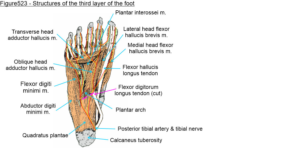 SG-LOWER LIMB FOOT