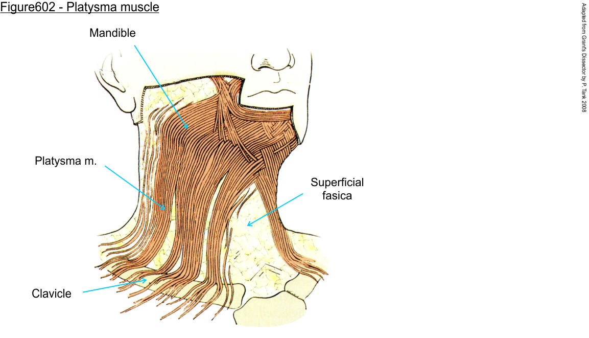 Figure602_Platysma