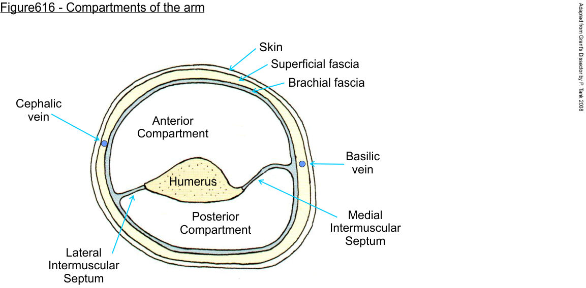 SG-UPPER LIMB ARM