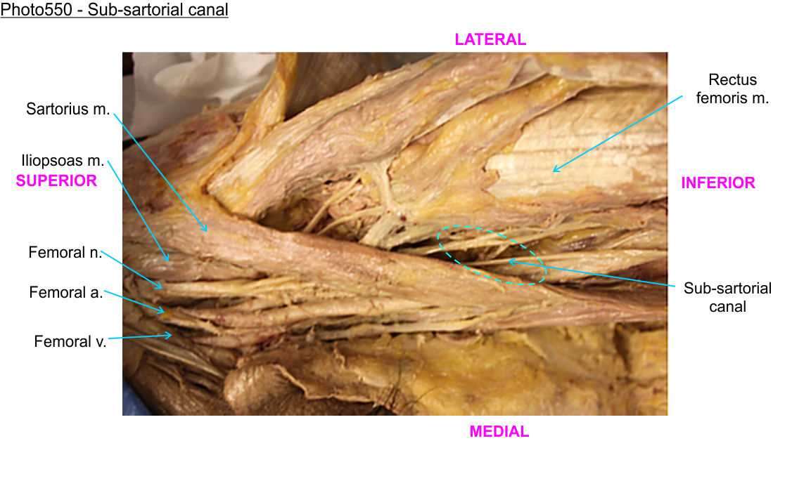 Photo5050_Subsartorial